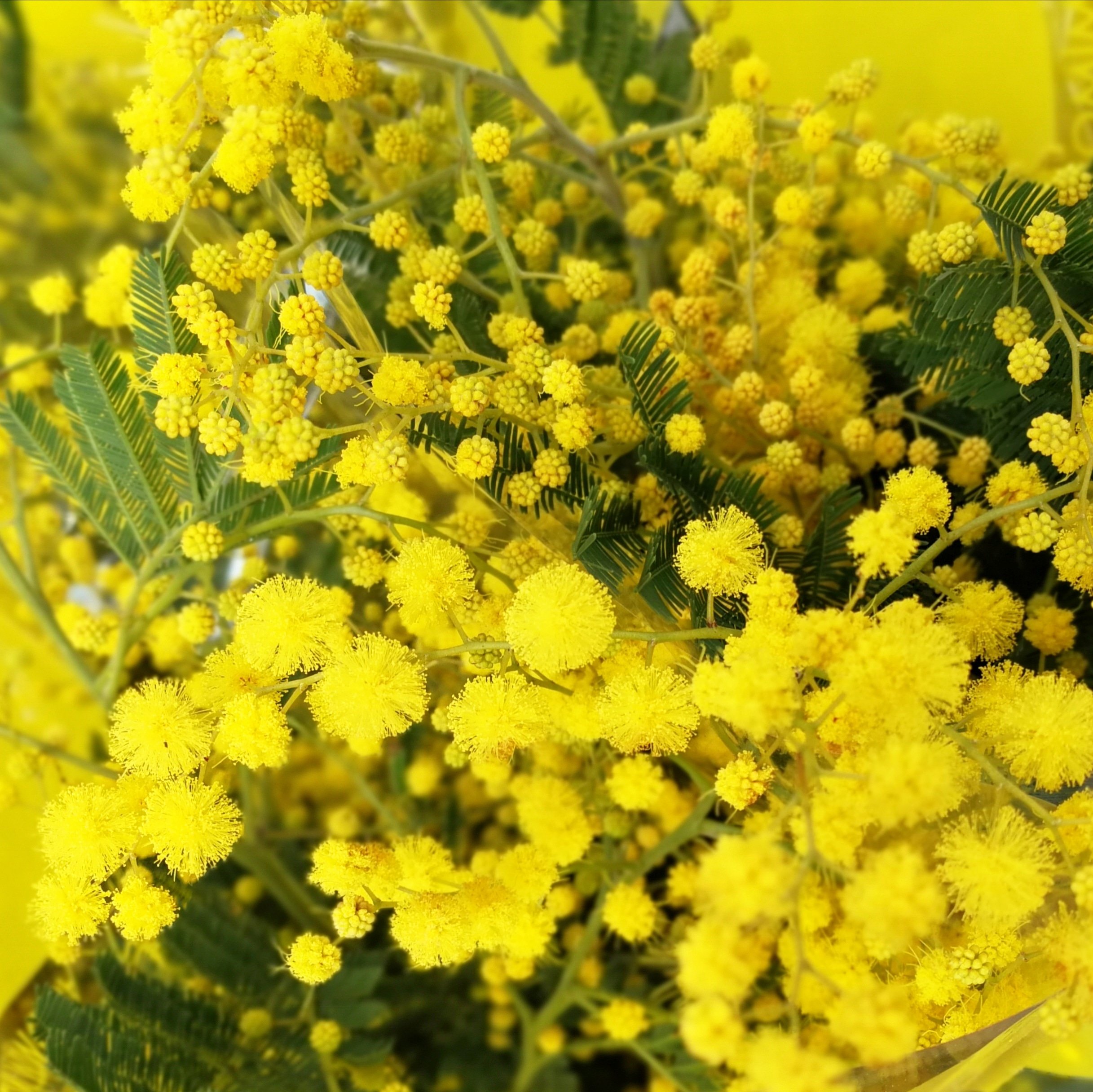 Mimosa – 1 Picture 1 Word